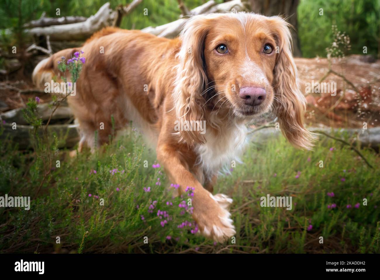 Golden tan and white working cocker spaniel close up in a forest. She ...