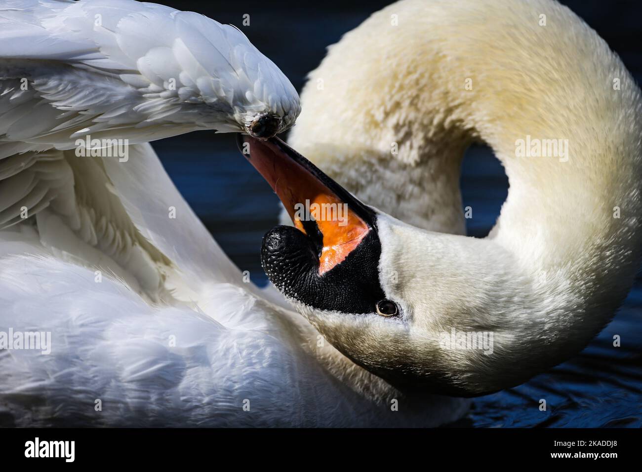 A scenic view of a beautiful white swan touching its wing with a beak ...