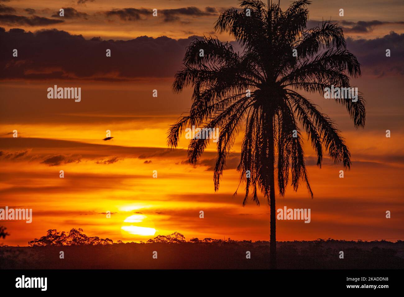 Brasilia beach hi-res stock photography and images - Alamy