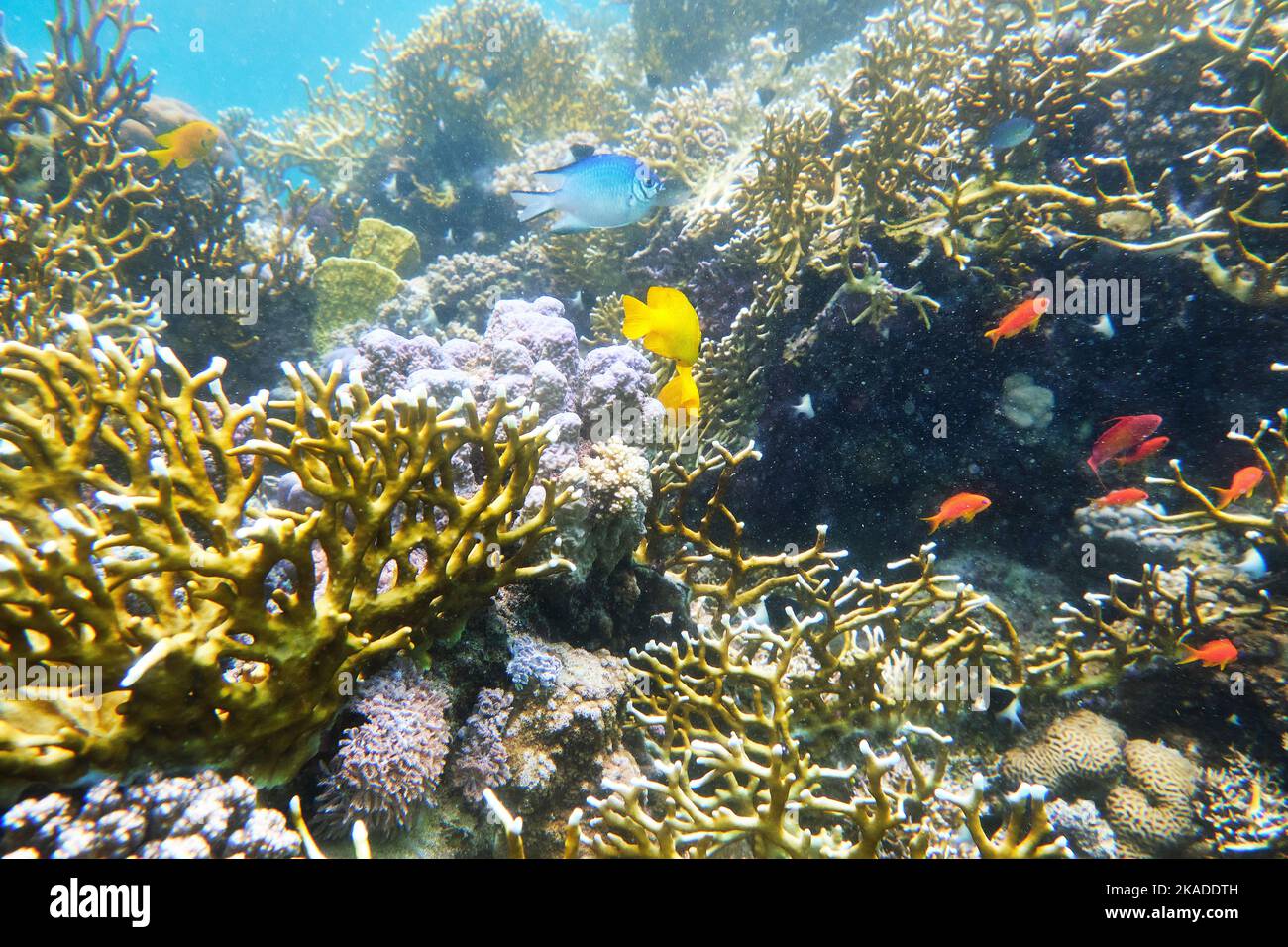 A scenic shot of fish, underwater plants, and coral reefs in the Red ...
