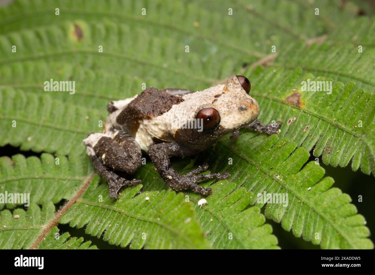 Theloderma asperum on fern leaf Stock Photo - Alamy
