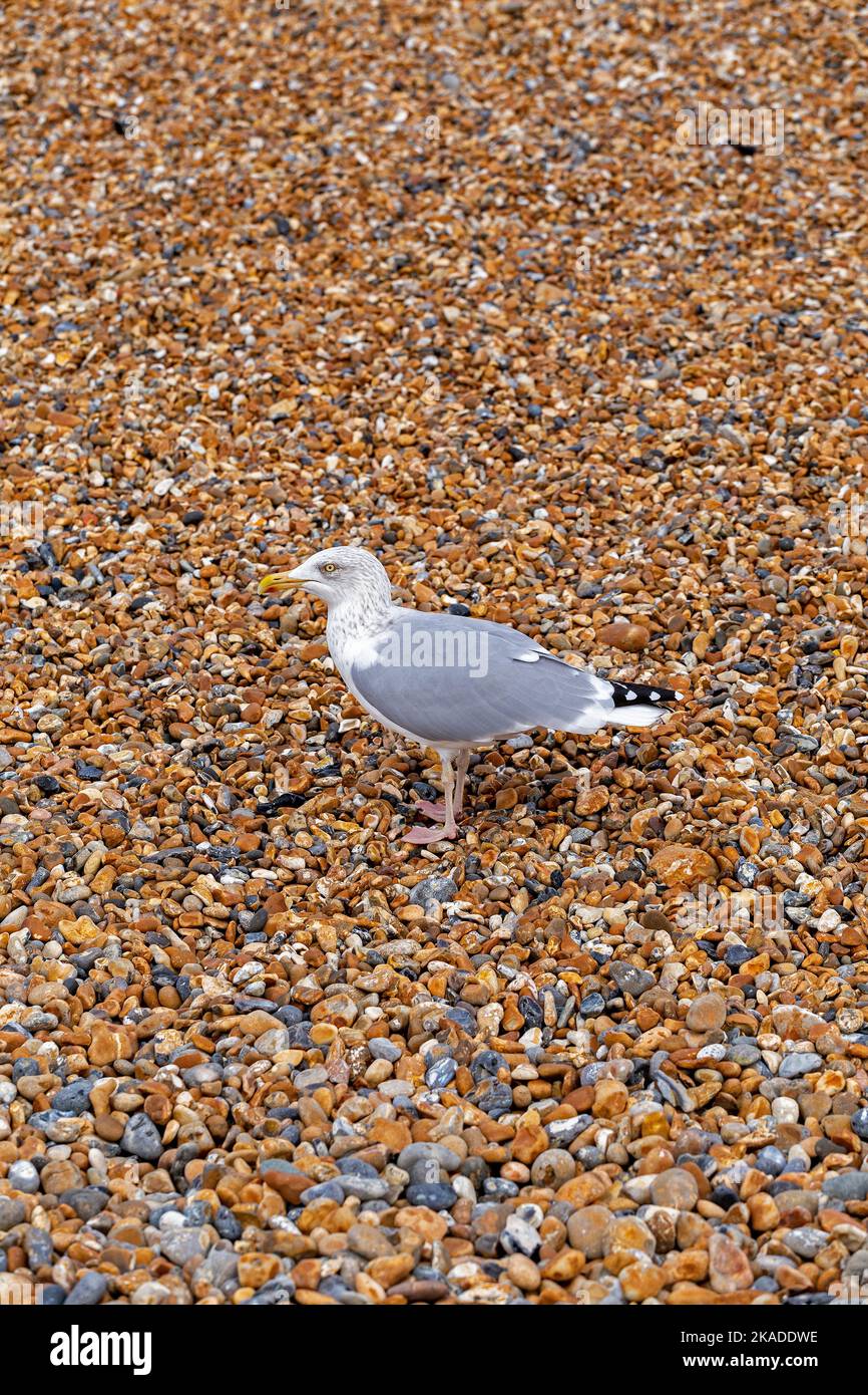 Seagull (Laridae) at shingle beach, Brighton, England, Great Britain ...
