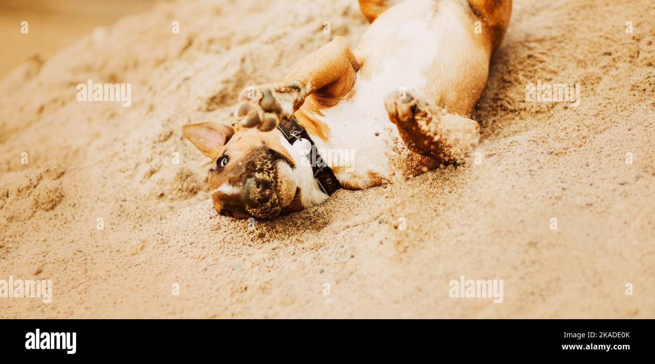 Cute ginger bull terrier funny lying in the sand on the beach on a ...
