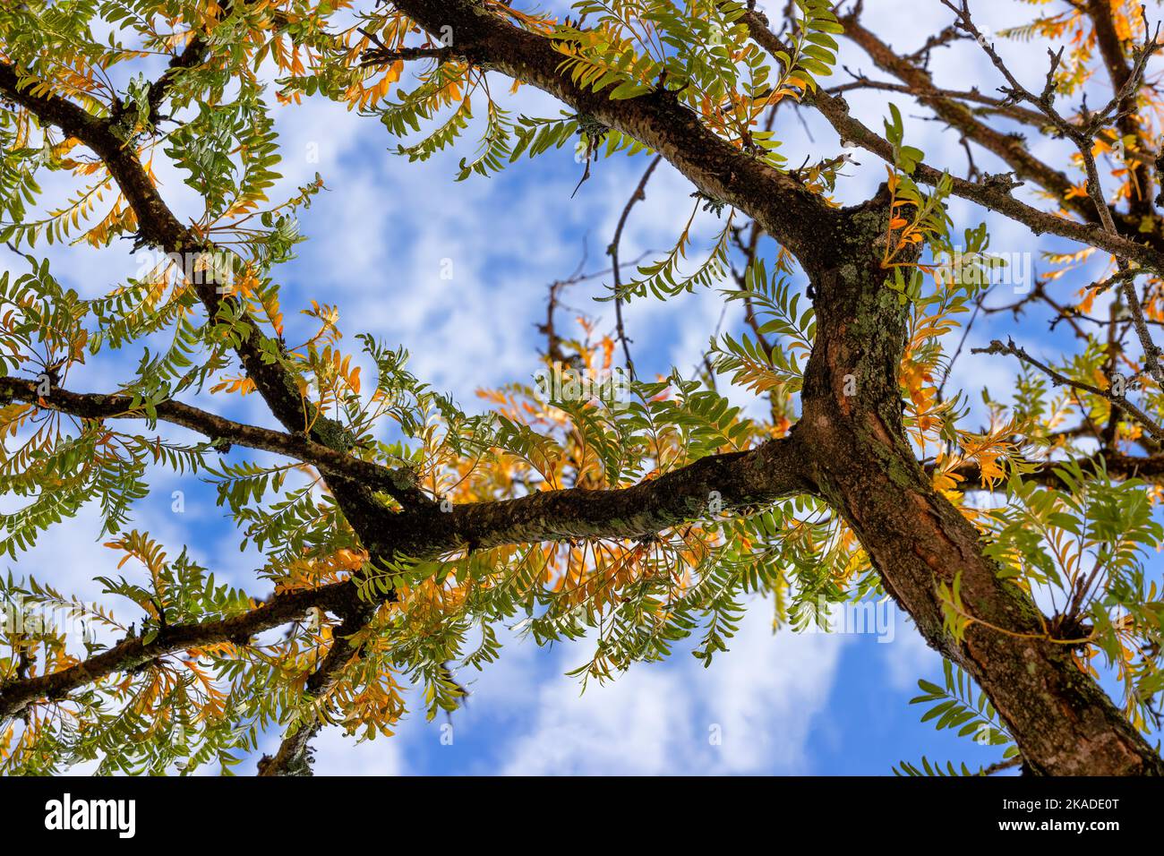Fall colorsed leaves on a tree branch under blue sky and white clouds ...