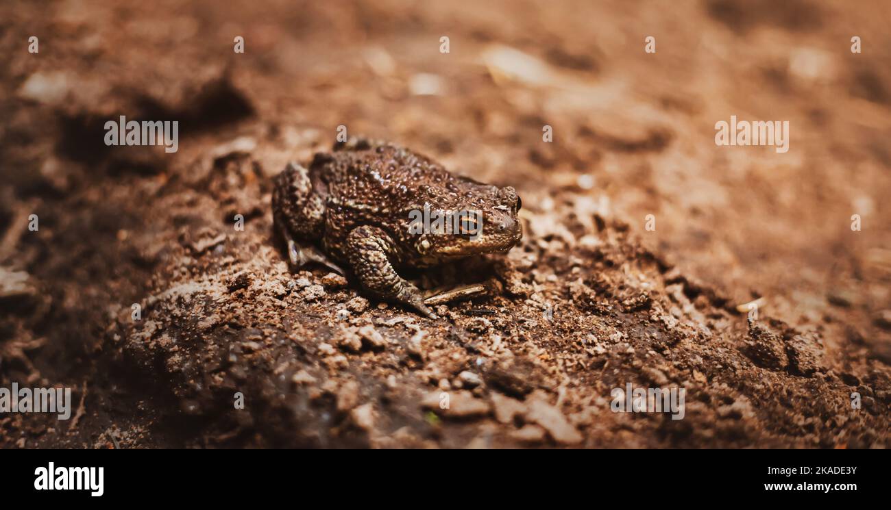 A cute brown little toad is sitting on the damp ground. Wildlife ...