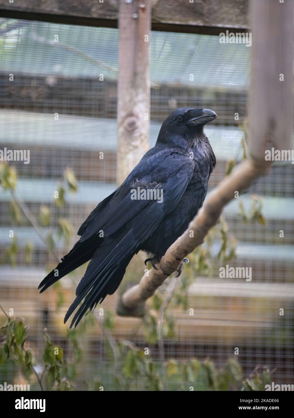 Pied raven hi-res stock photography and images - Alamy