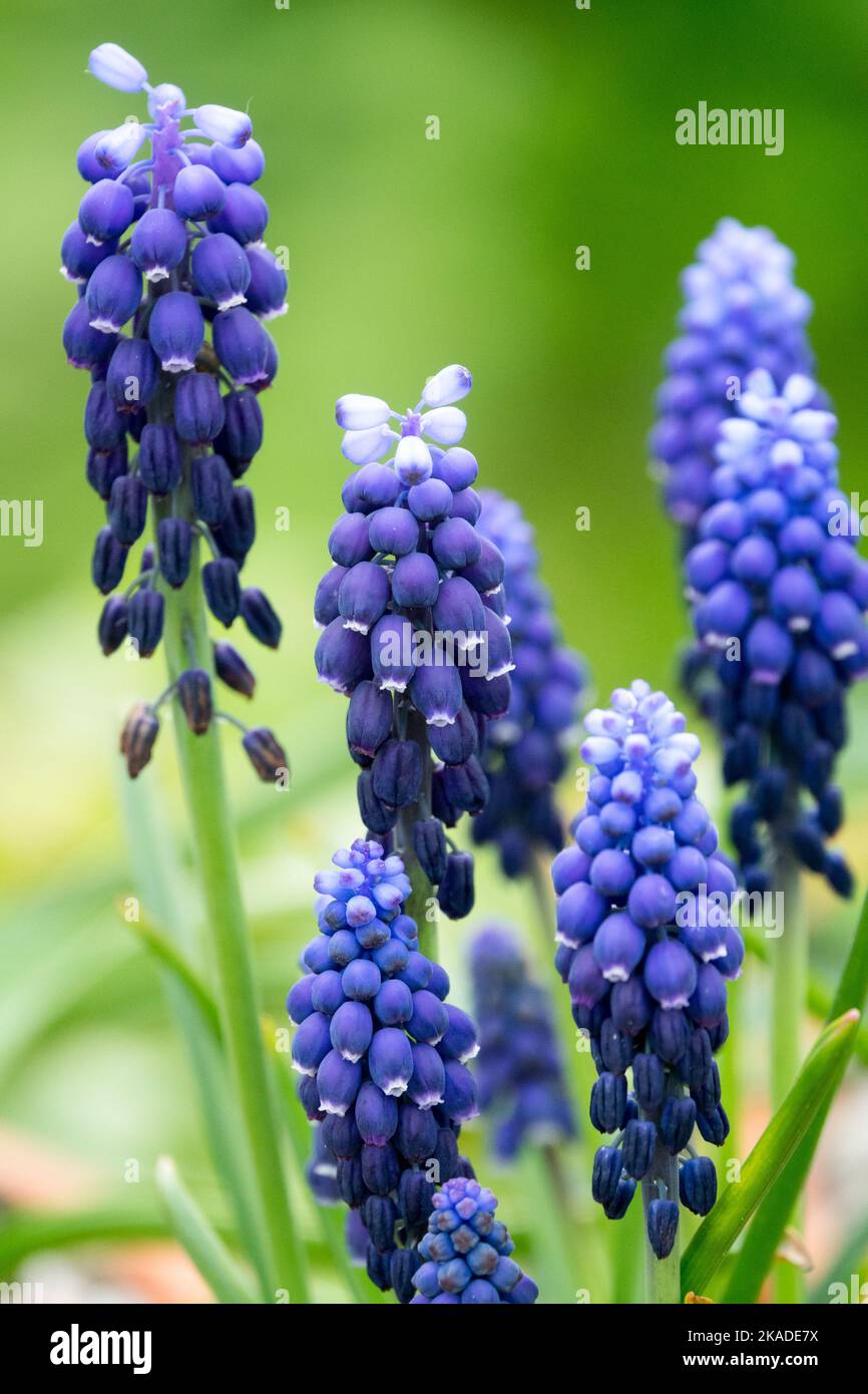Grape hyacinth flower Muscari armeniacum Muscari "Joyce Spirit Stock ...