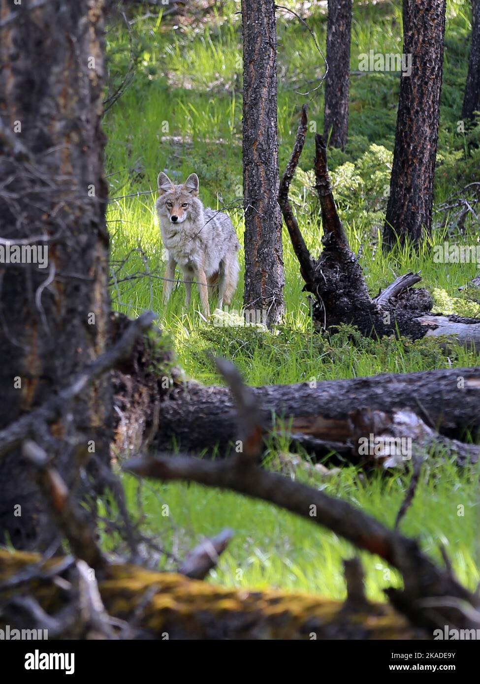 A vertical shot of a wolf in the forest Stock Photo - Alamy