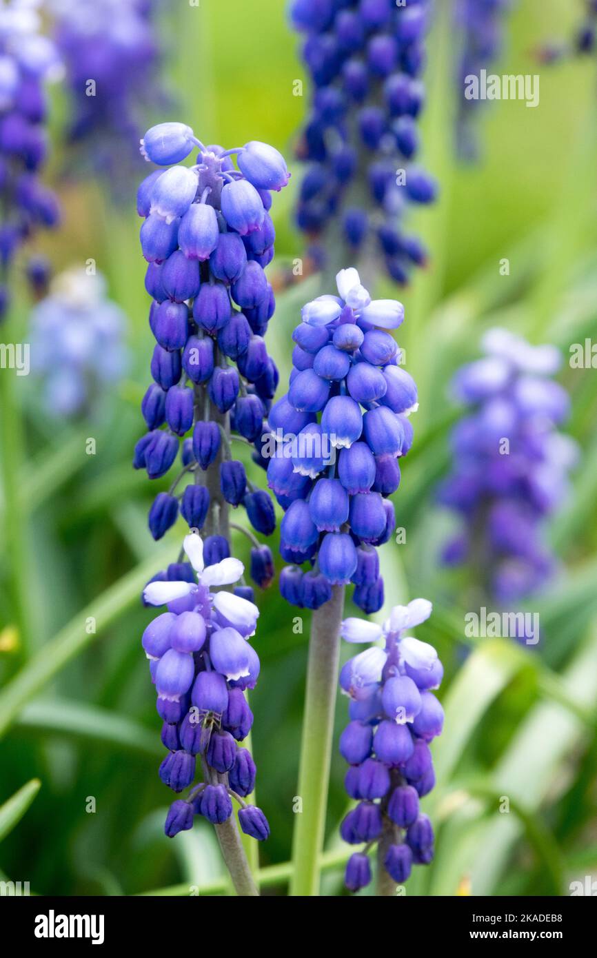Grape hyacinth flower Muscari armeniacum Muscari "Big Smile Stock Photo ...