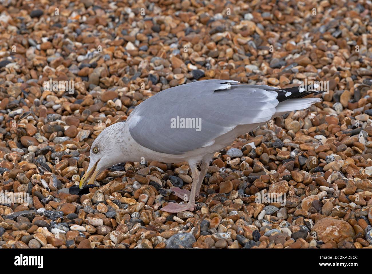 Seagull (Laridae) pecking seashell at shingle beach, Brighton, England ...
