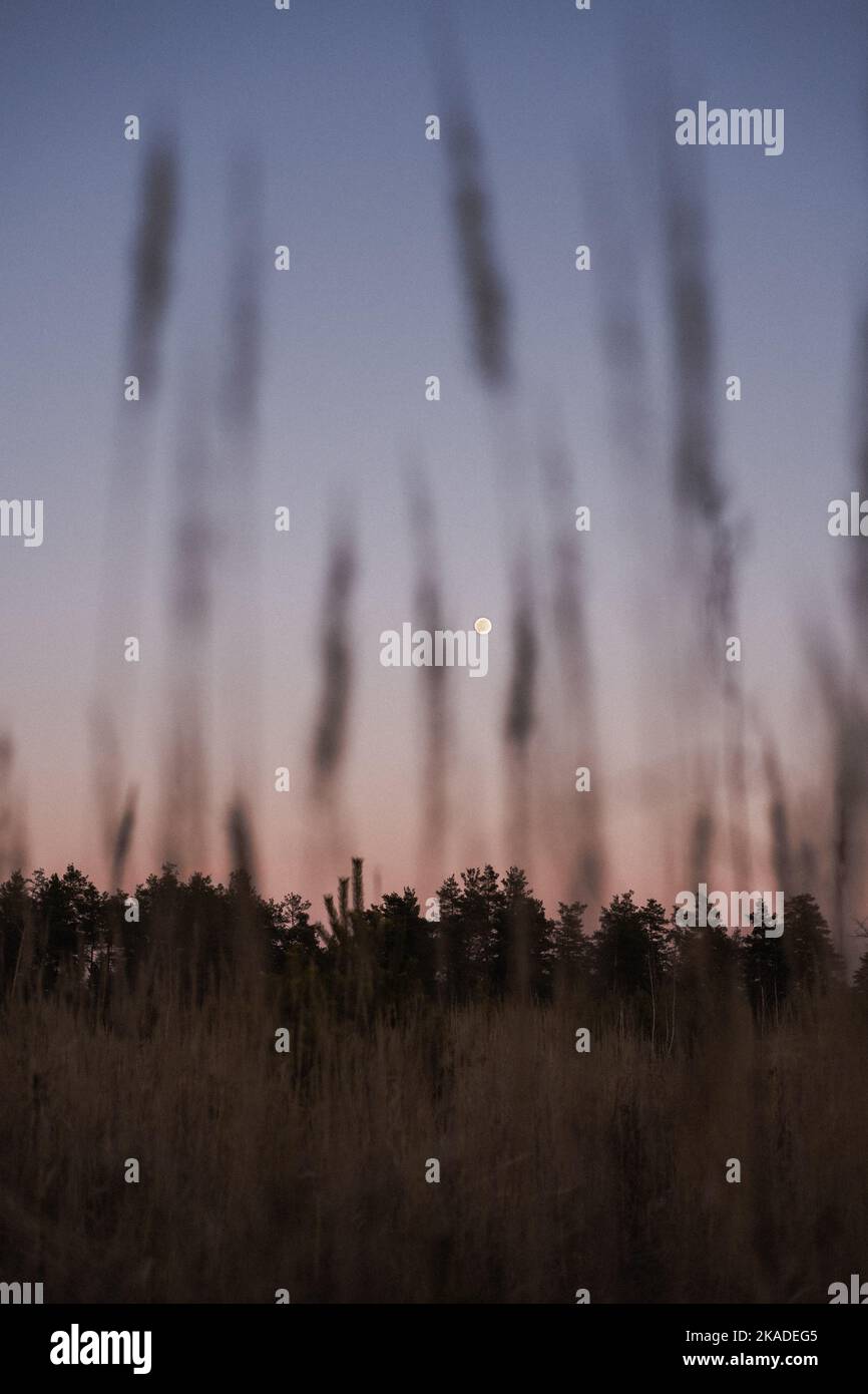 A vertical shot of the full moon through dry grass in the evening ...