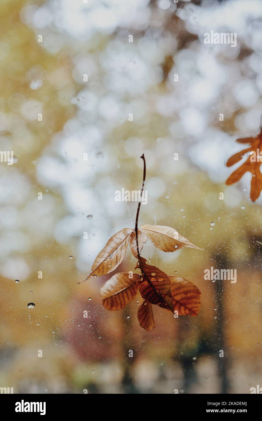 Autumn leaf on a car glass window on a rainy October day in Ann Arbor ...