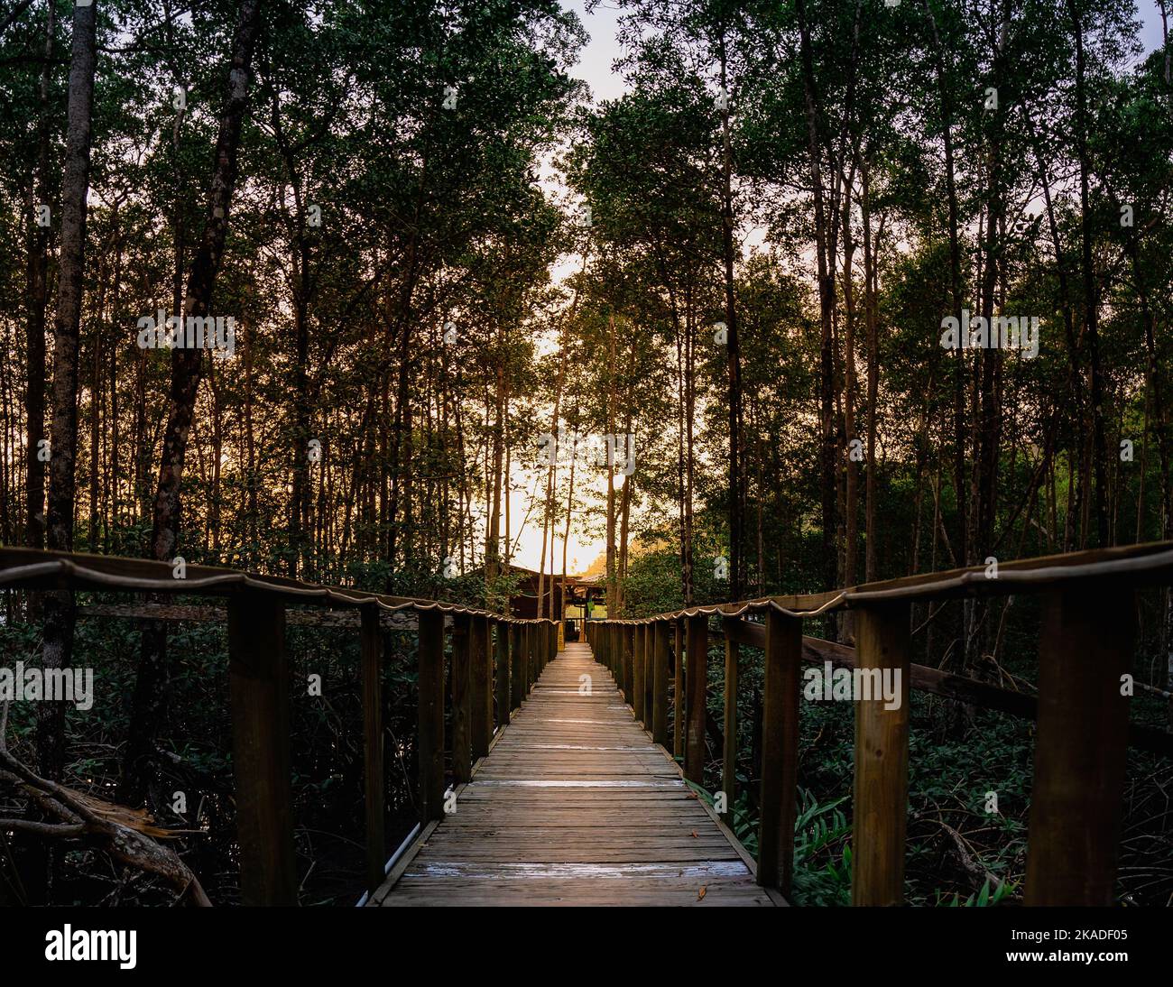A long wooden bridge through a dark forest Stock Photo - Alamy