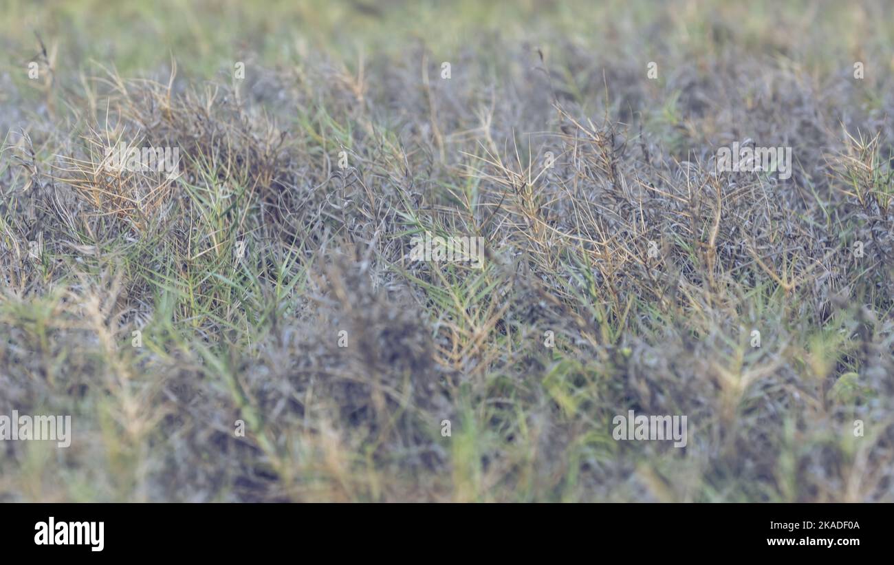 Saltgrass hi-res stock photography and images - Alamy