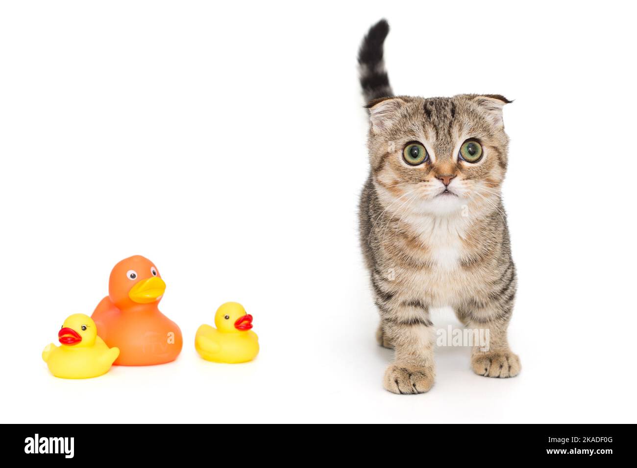 Scottish fold kitten and rubber ducklings toys, isolated on white ...