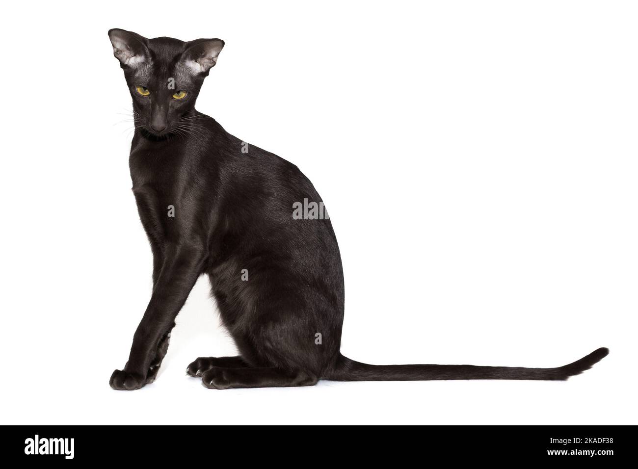 Young black oriental cat, side view isolated on a white background ...