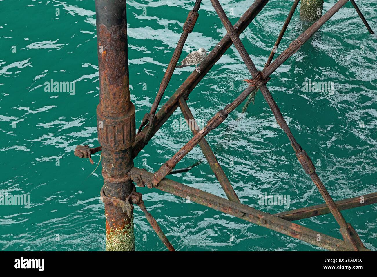 Young seagull (Laridae) sitting on iron girders of Palace Pier ...