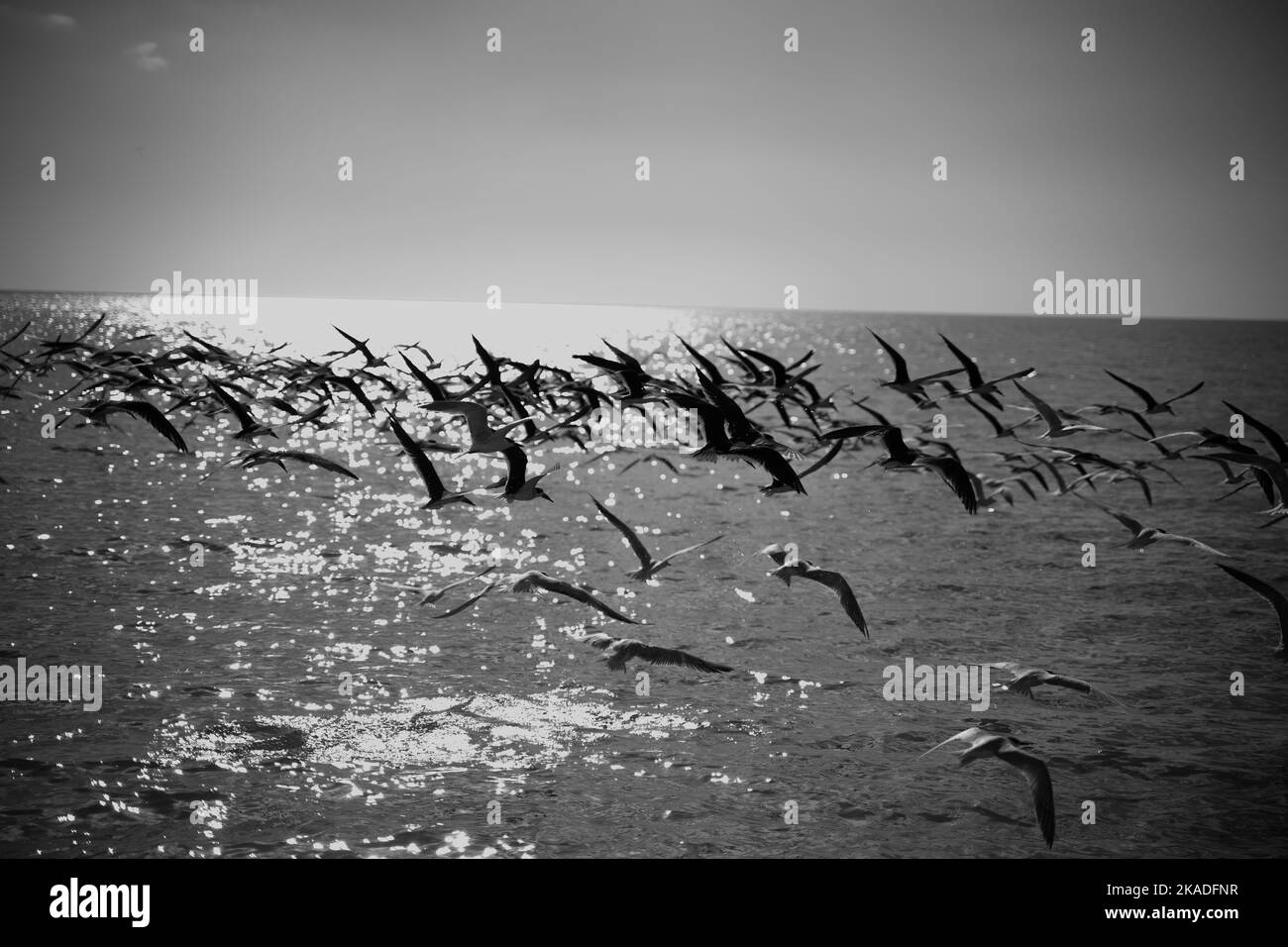 A flock of seabirds flying over a calm coast with the reflection of the ...