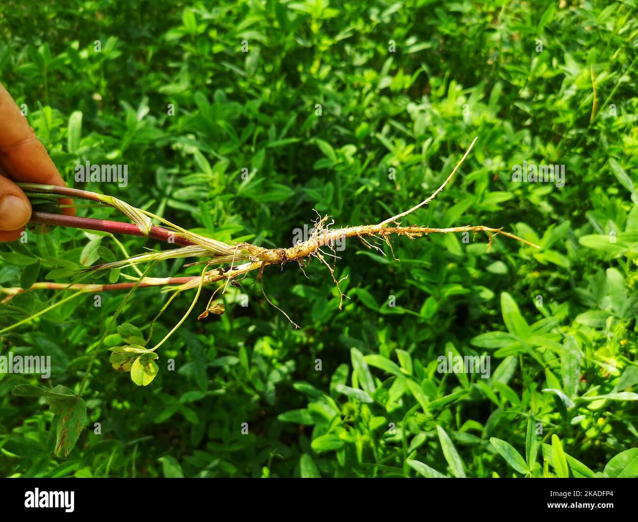 The close-up shot of a male hand holding a fresh fresh licorice root ...