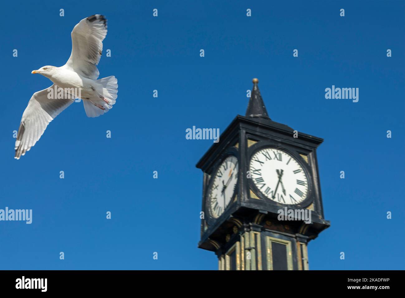Seagull (Laridae) in flight, clock tower, Palace Pier, Brighton, East ...