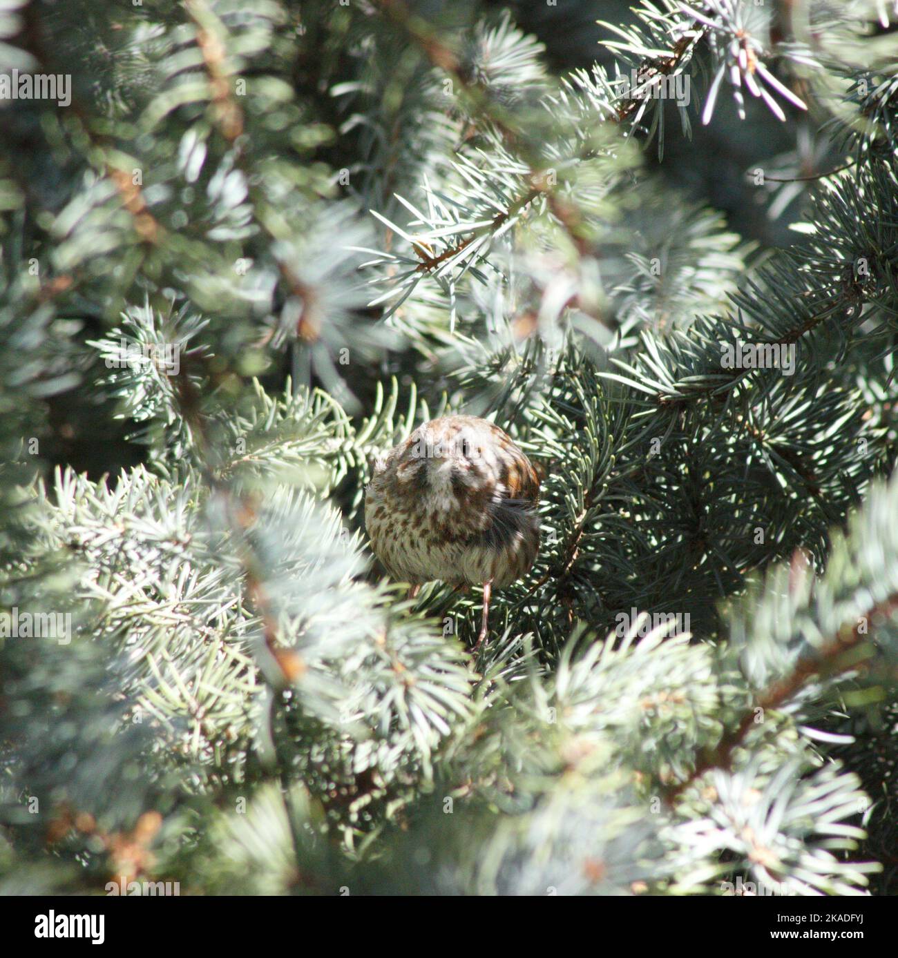 A cute chubby sparrow poking its head out from behind the leaves of a ...