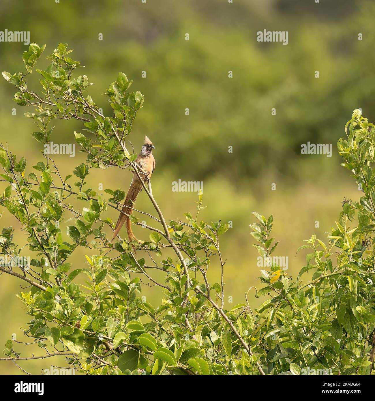 White-headed mousebird, colius leucocephalus, perched in a tree in ...