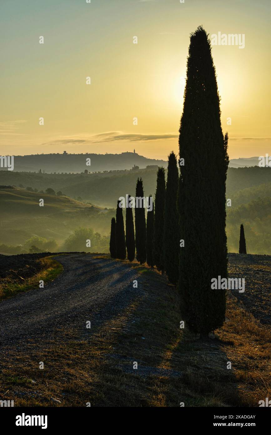A vertical landscape with aligned trees on meadows against a sunset sky ...