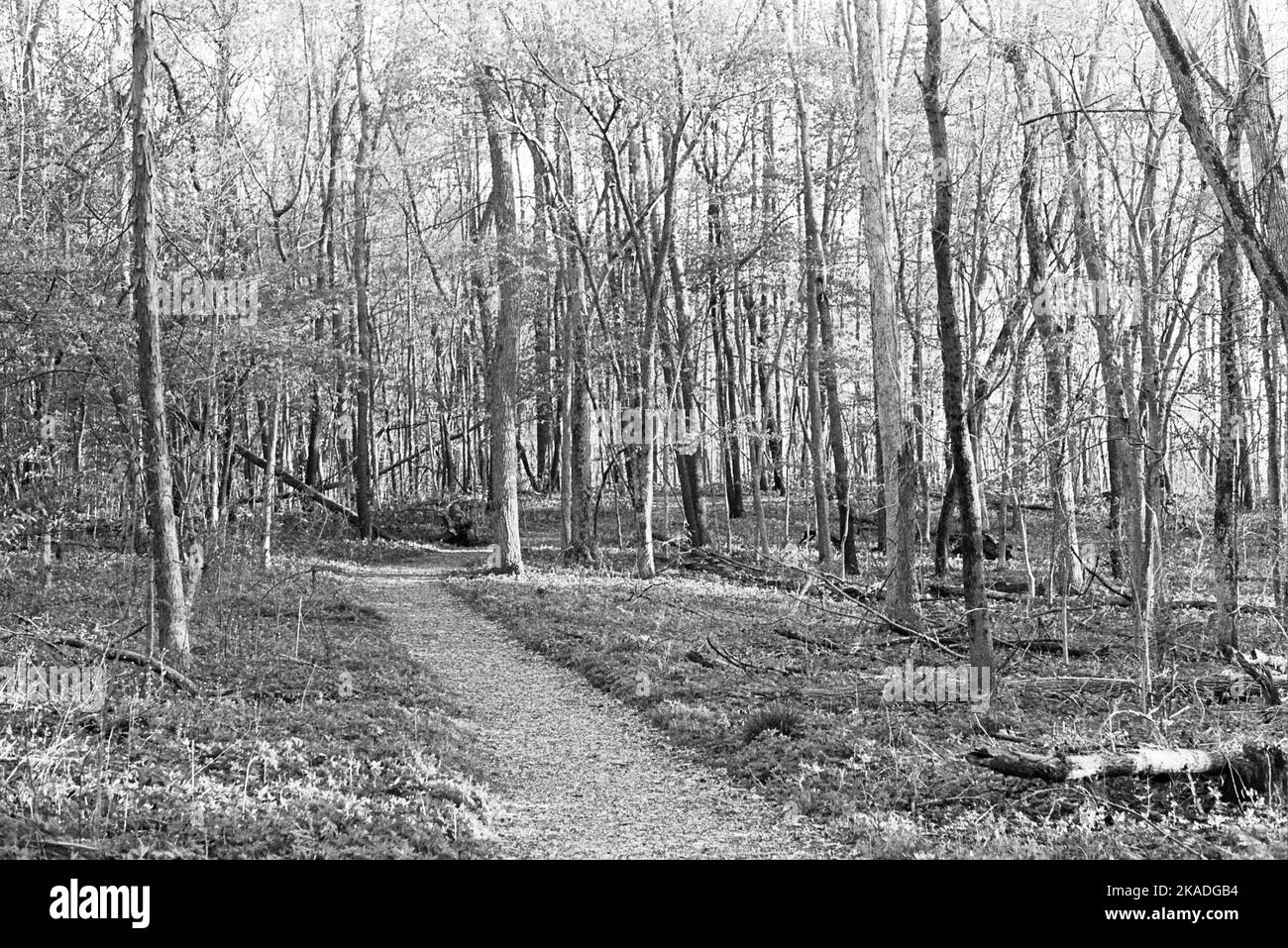 A footpath surrounded by dense woods in black and white Stock Photo - Alamy