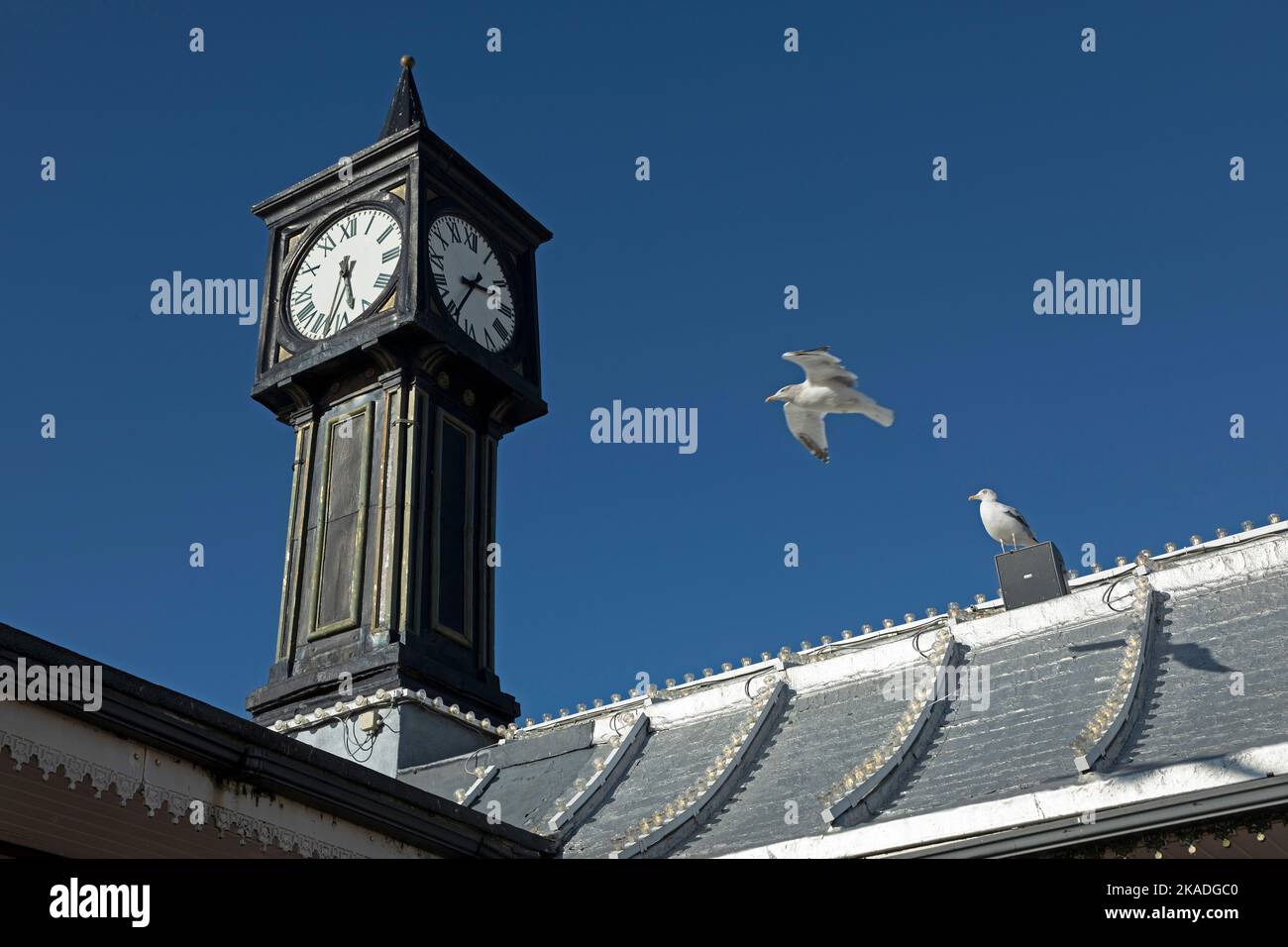 Seagull (Laridae) in flight, clock tower, Palace Pier, Brighton, East ...