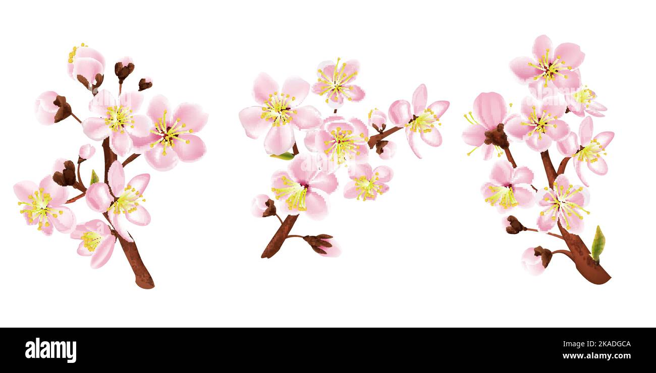 Fruit tree branch set with flowers realistic isolated vector ...