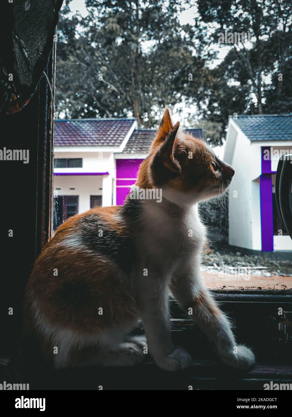 A vertical portrait of cute fluffy kitten sitting on a windowsill Stock ...