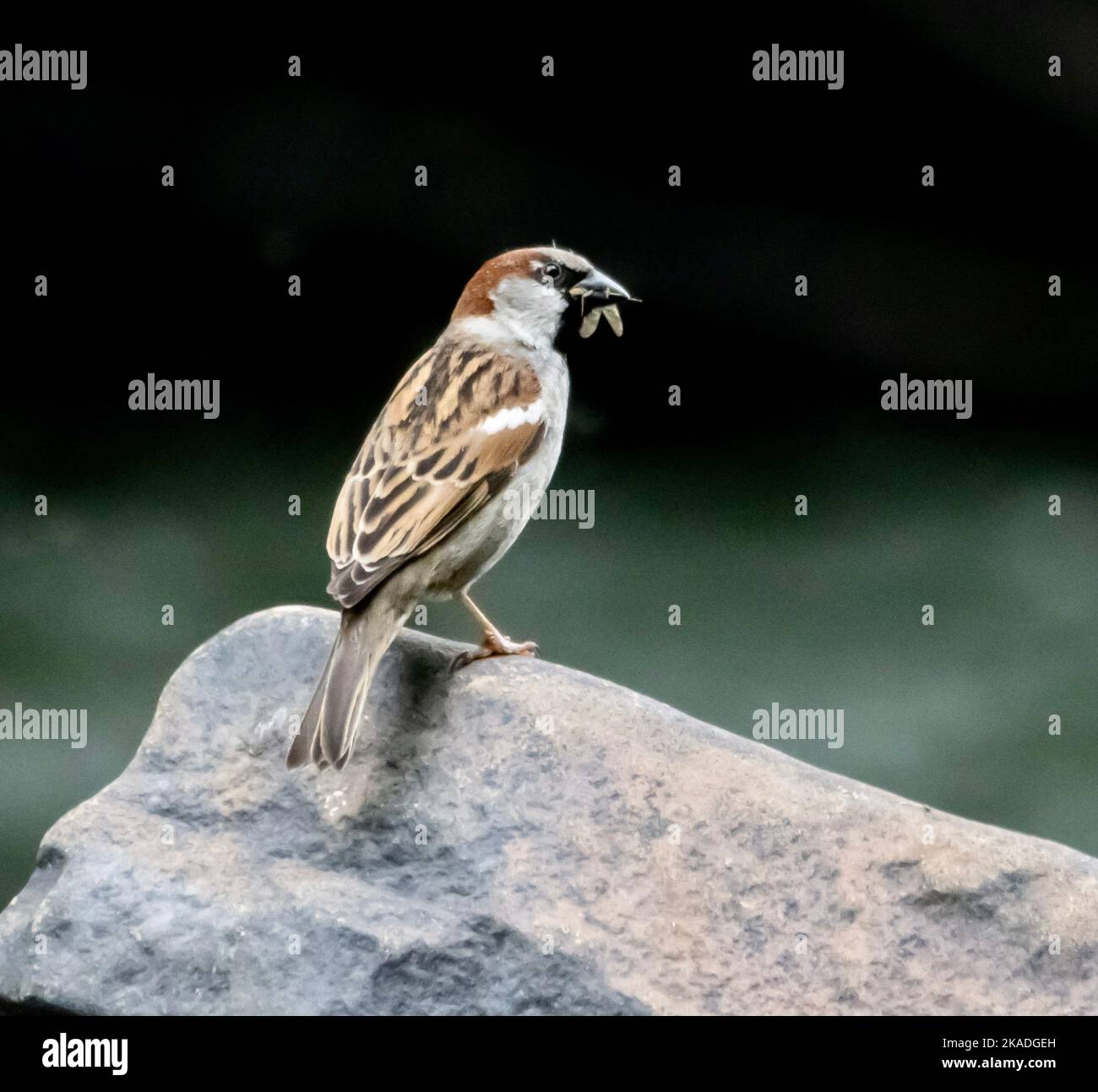 White mayflies hi-res stock photography and images - Alamy