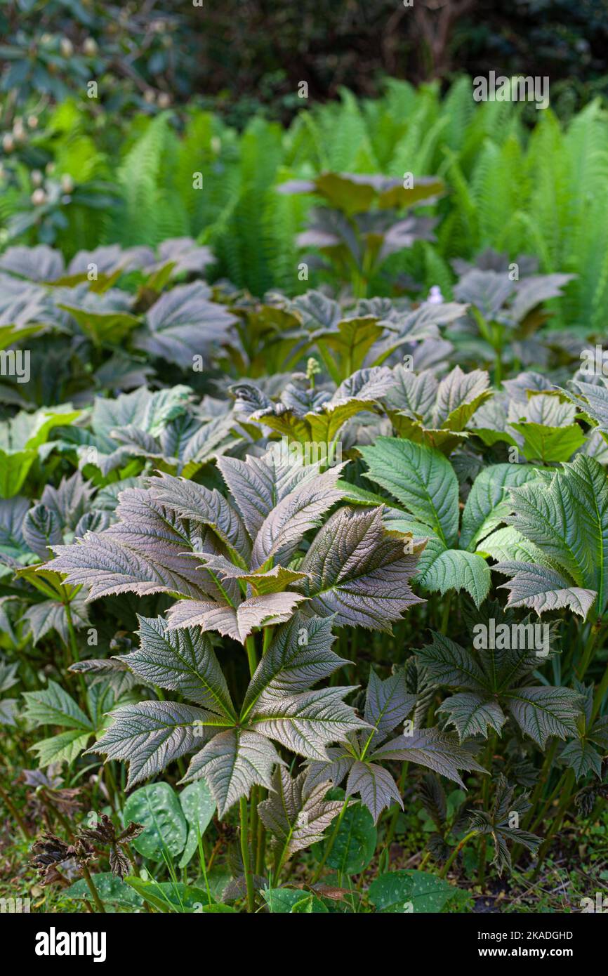 A vertical shot of Rodgersia plants in a garden Stock Photo - Alamy