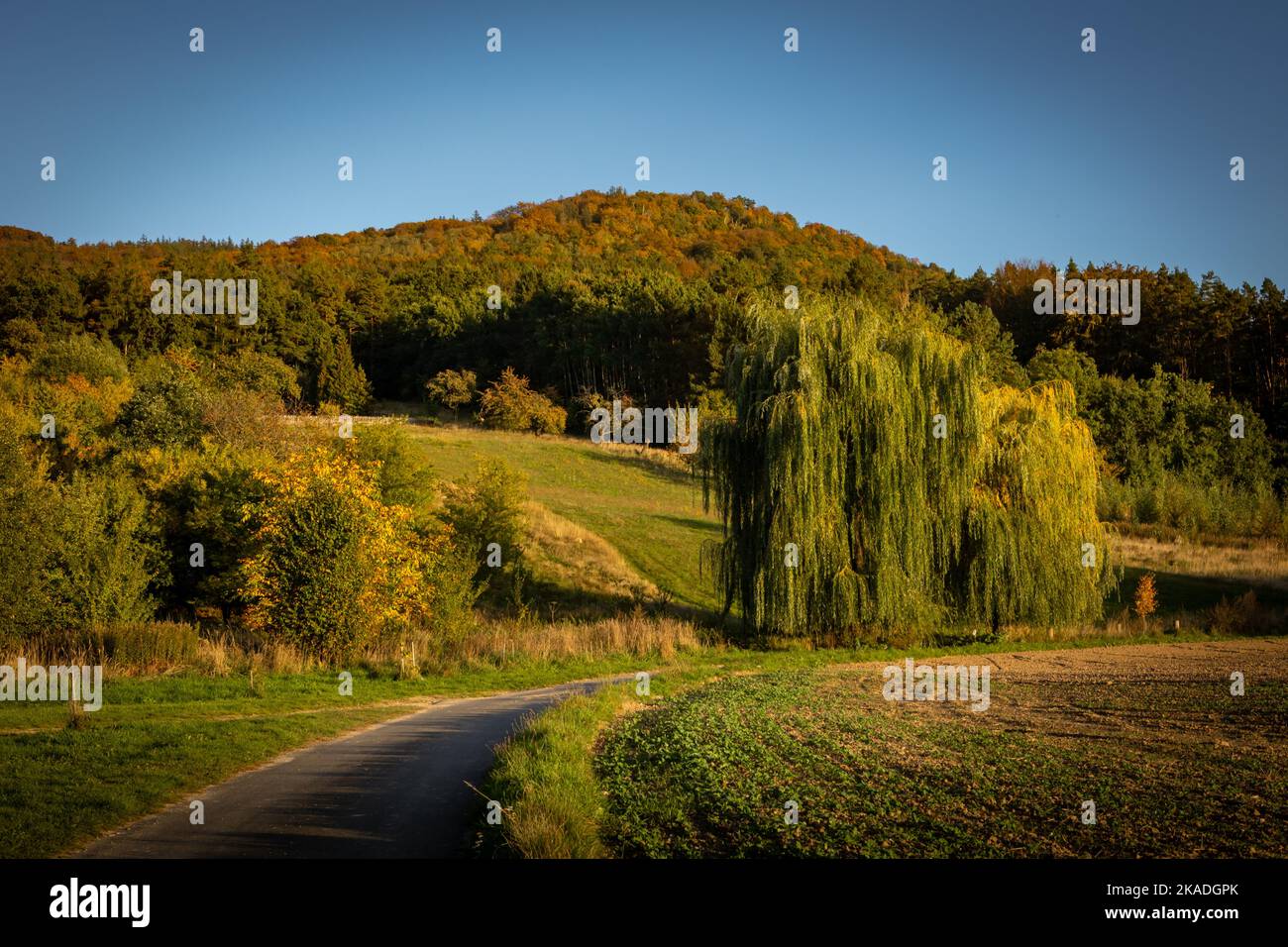 Autumnal landscape with Sleza Mountain, Poland. Beautiful willow tree ...