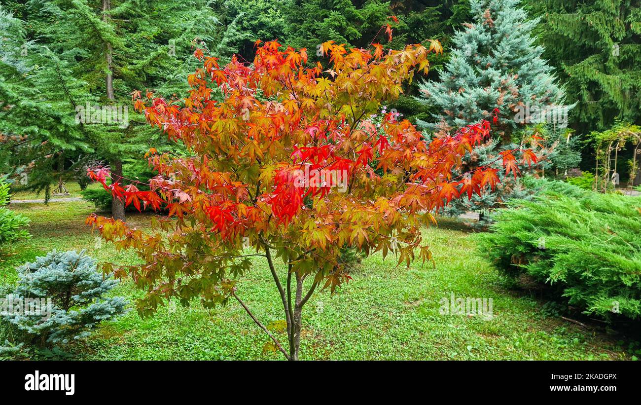 A closeup of a Rhus typhina (Staghorn Sumac) tree with red leaves ...