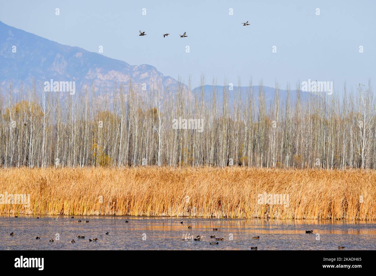 Beijing, China. 1st Nov, 2022. This photo taken on Nov. 1, 2022 shows ...