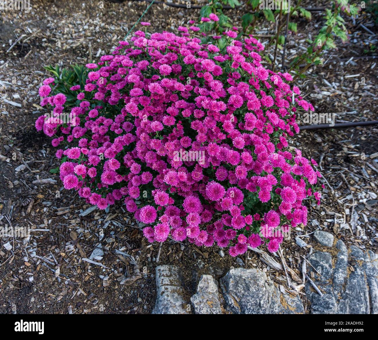 Brilliant pink flowers in a garden in South Seattle, Washington Stock ...
