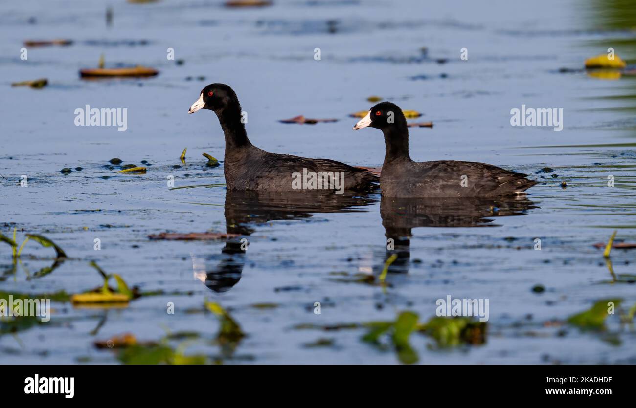 Eurasian coot with chick in nest hi-res stock photography and images ...