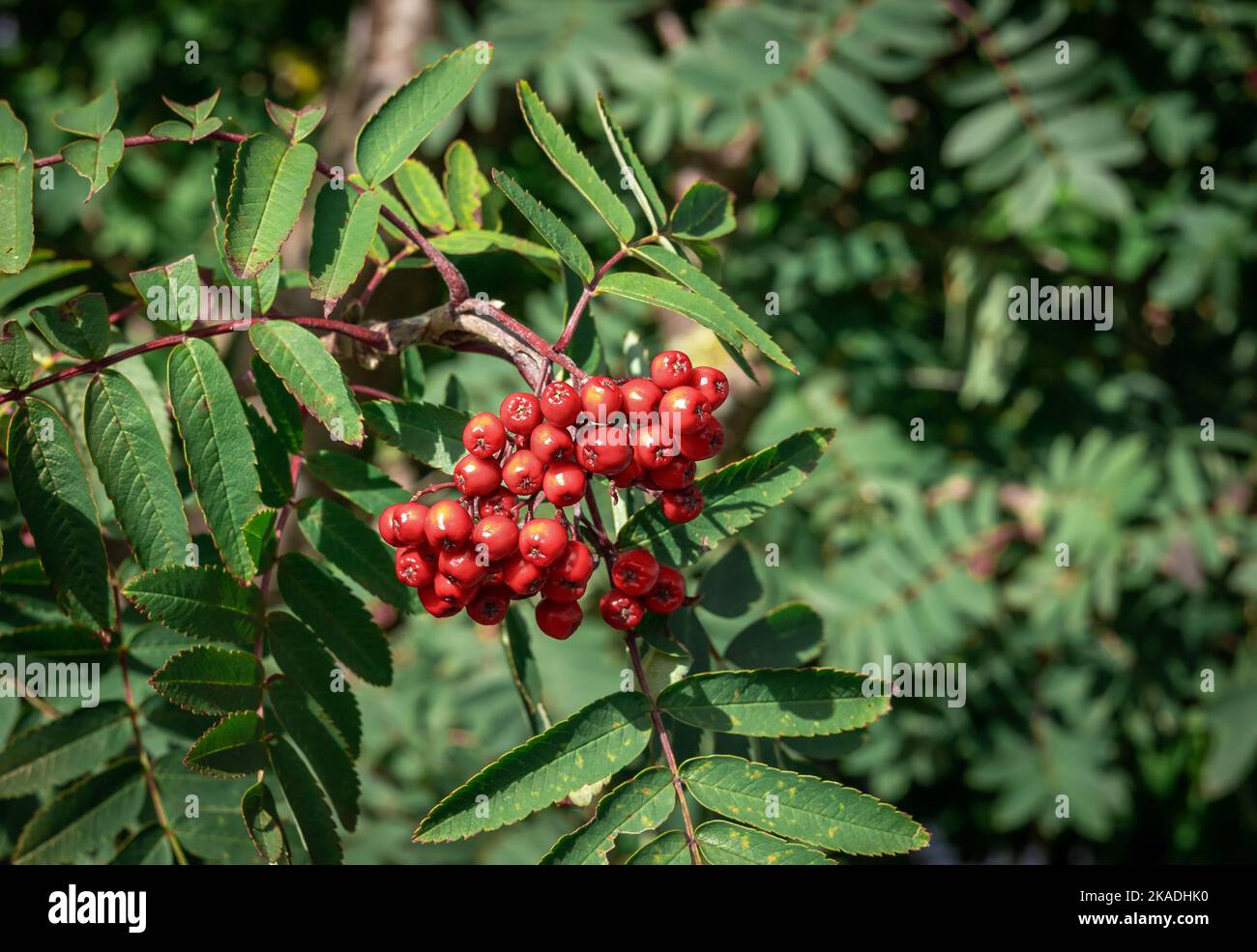 Rowanberry tree with ripe fruits hi-res stock photography and images ...