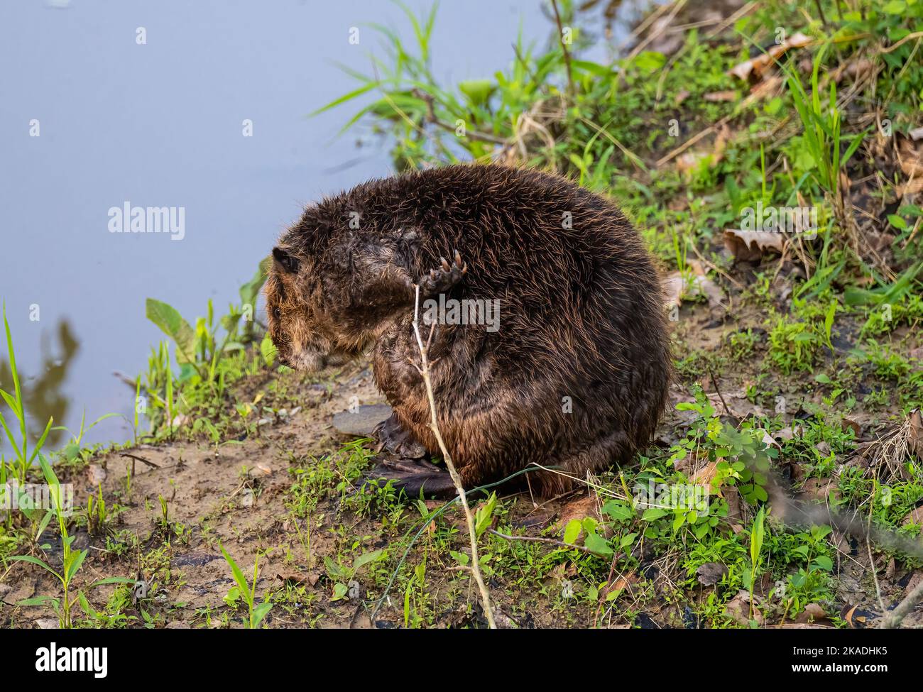 A closeup shot of Common beaver sitting alone on a cliff with grass and ...