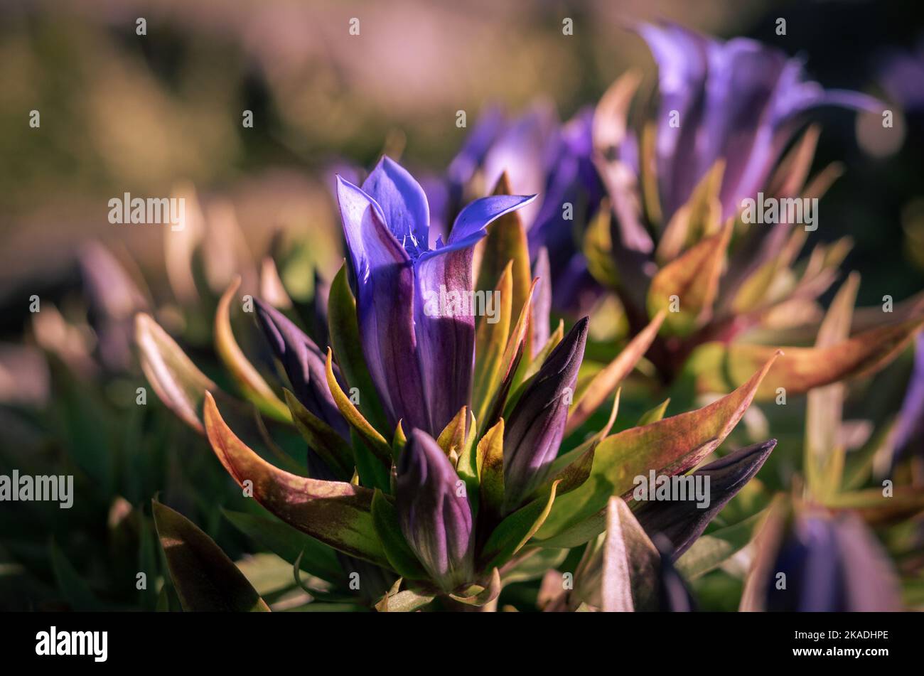 Purple gentiana flowers on blurred background Stock Photo - Alamy