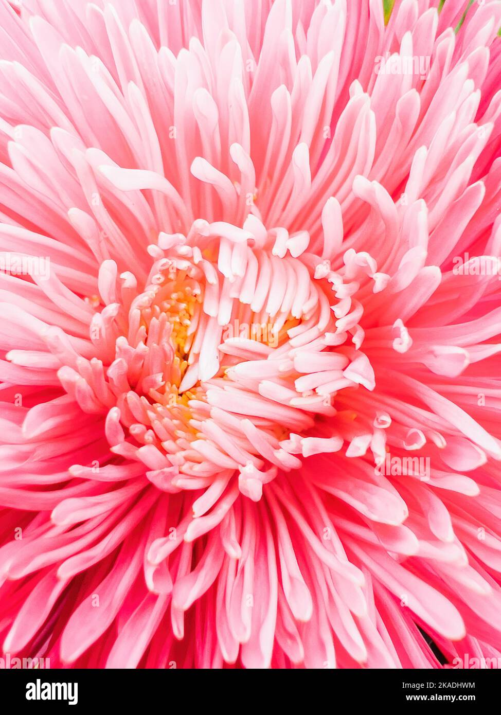Aster daisy family hi-res stock photography and images - Alamy