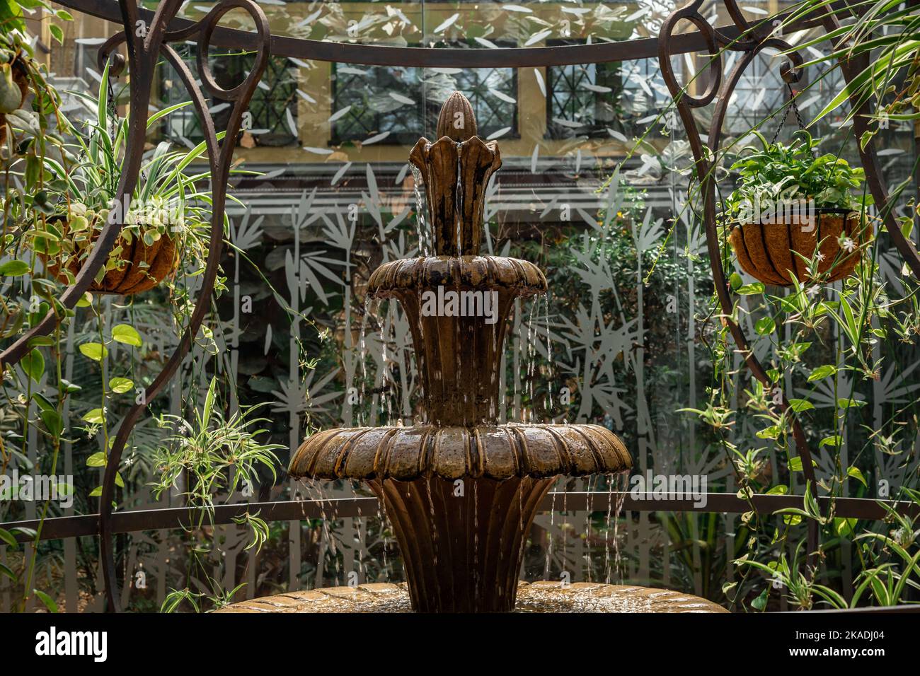 Tropical zen plants in the tropics hi-res stock photography and images ...