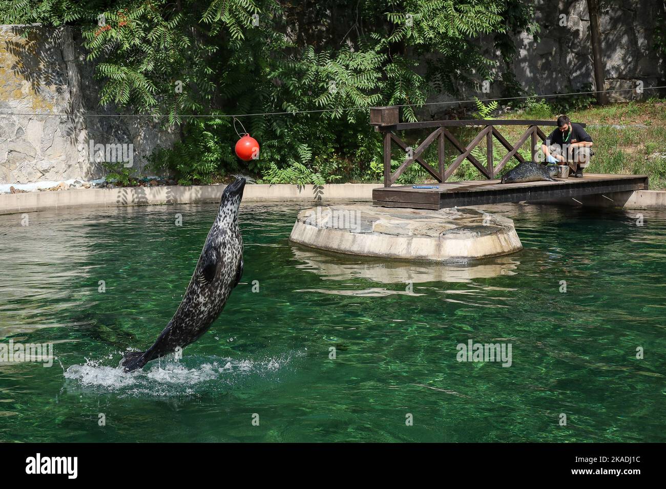 Pool zoo aquarium hi-res stock photography and images - Alamy