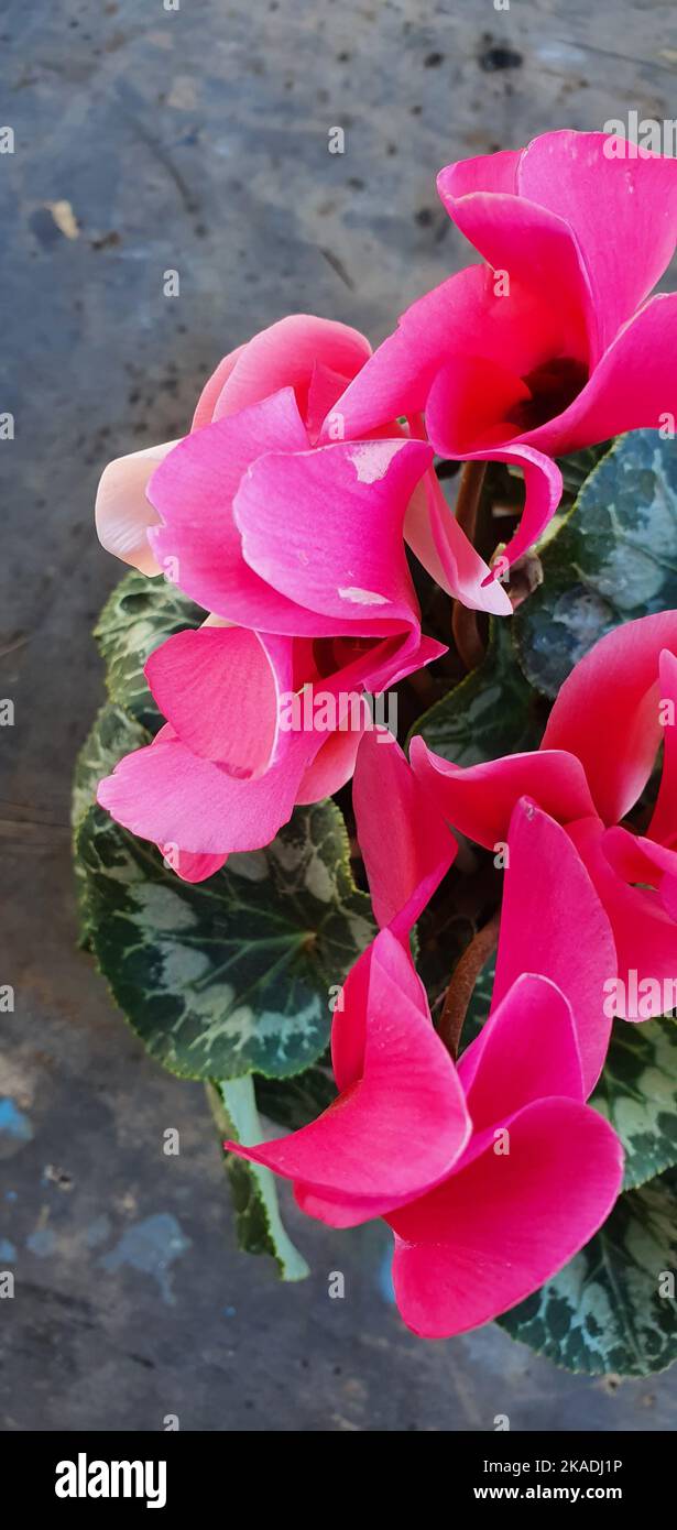 Flores violeras hi-res stock photography and images - Alamy