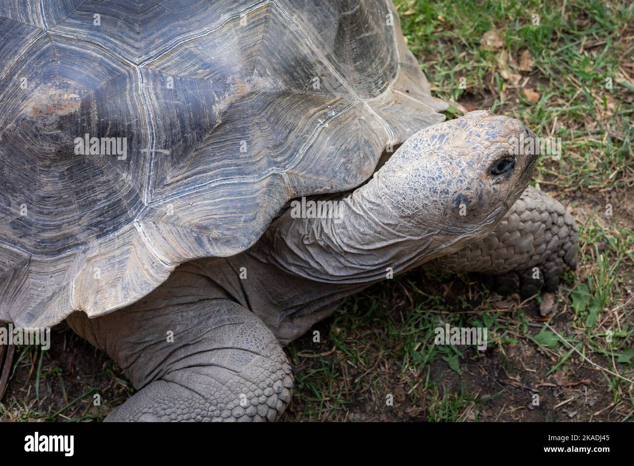 Old tortoise hi-res stock photography and images - Alamy