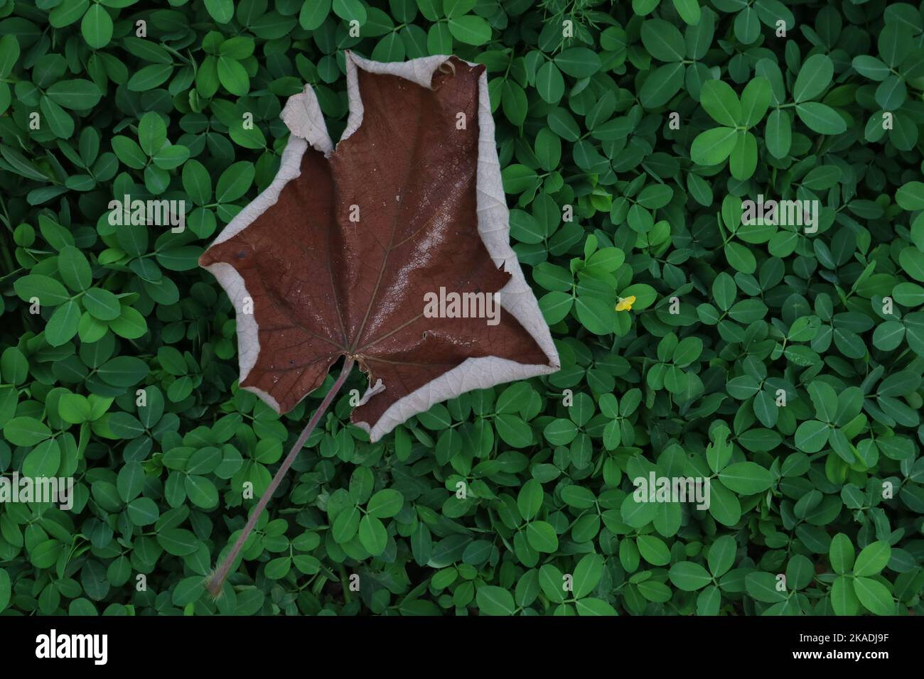 The brown dry leaves fall on the ground Stock Photo - Alamy