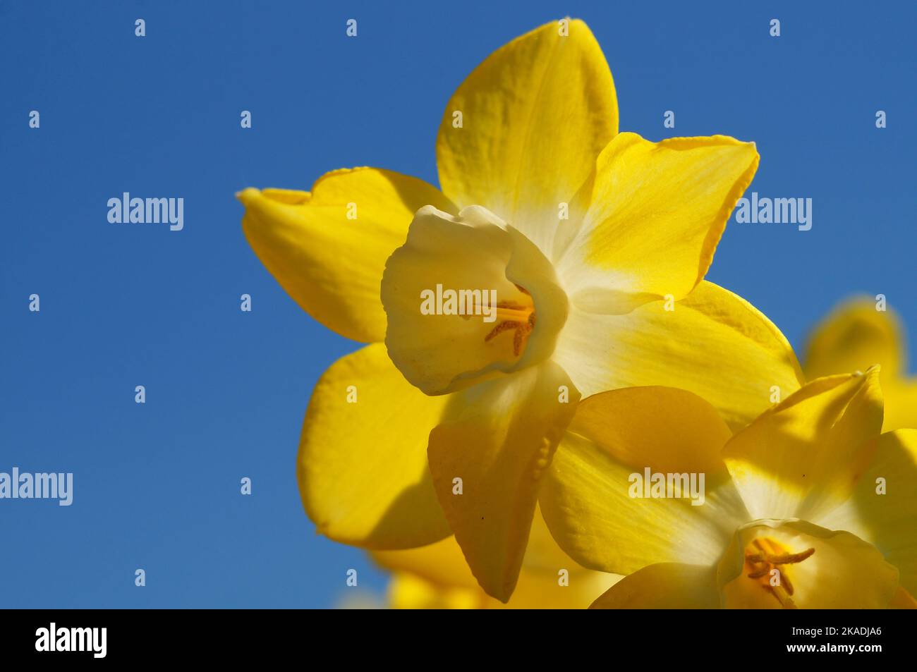 A variation of a yellow daffodil backlit against a blue sky ...