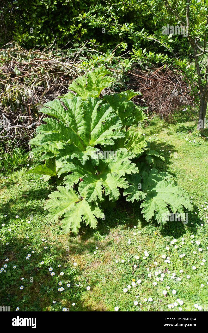 Large gunnera leaves hi-res stock photography and images - Alamy