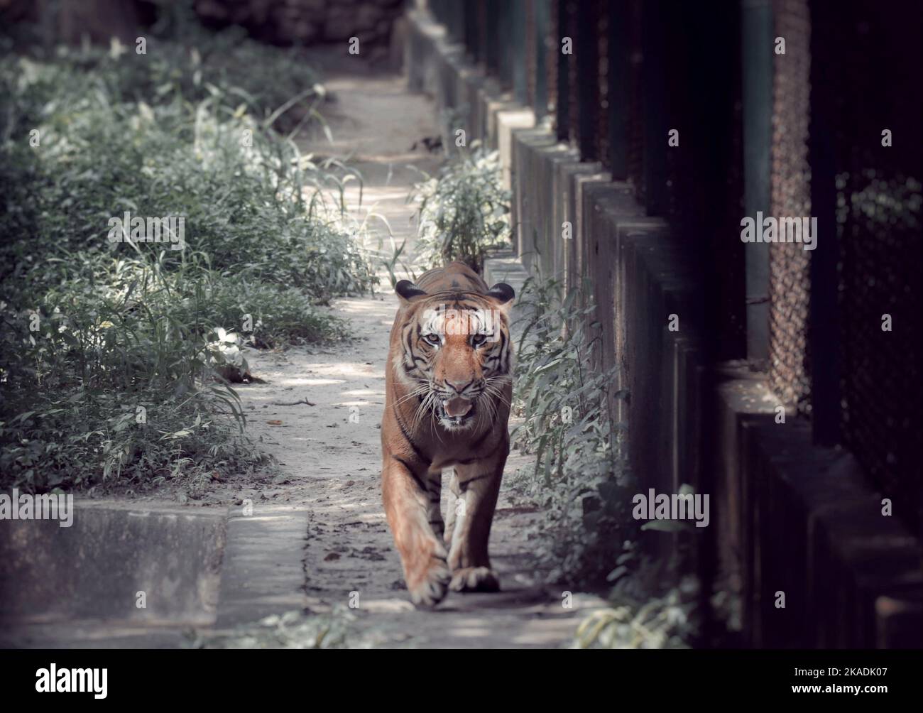 An Indochinese tiger walking by a building surrounded by plants Stock ...